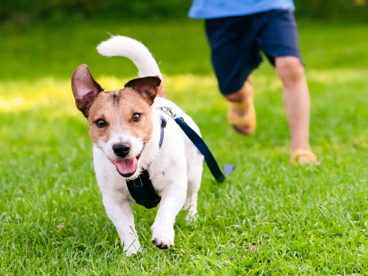 Pet Turf, Artificial Grass for Dogs Boston Massachusetts